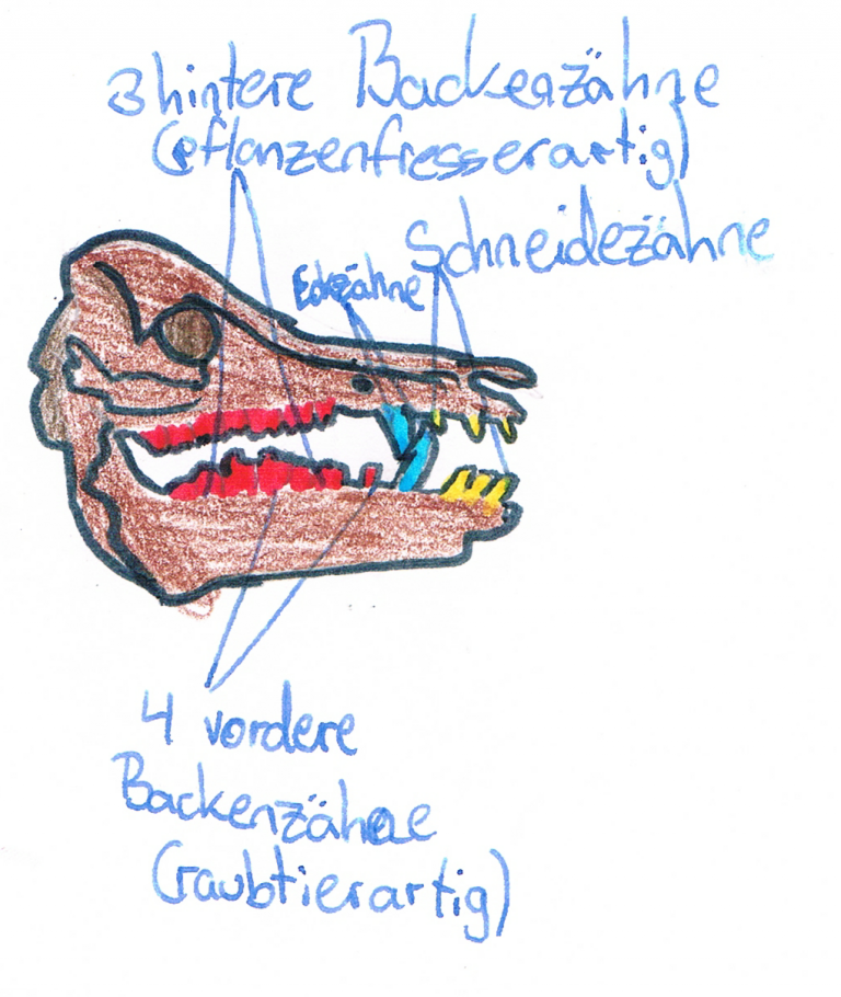 Schweine | Wettbewerb der 6a